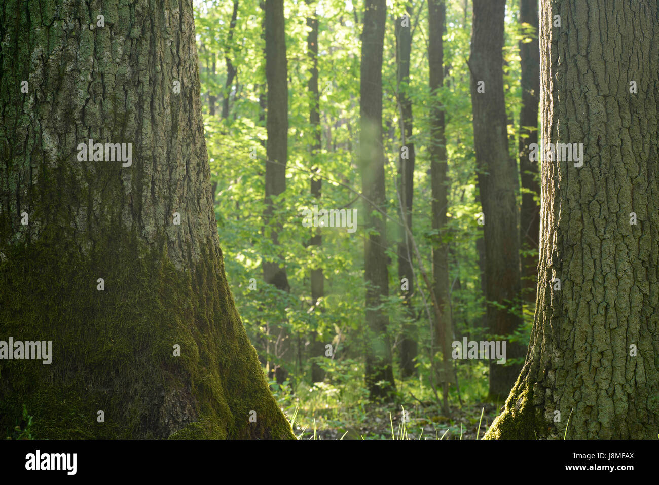 old oak trees in spring forest Stock Photo - Alamy