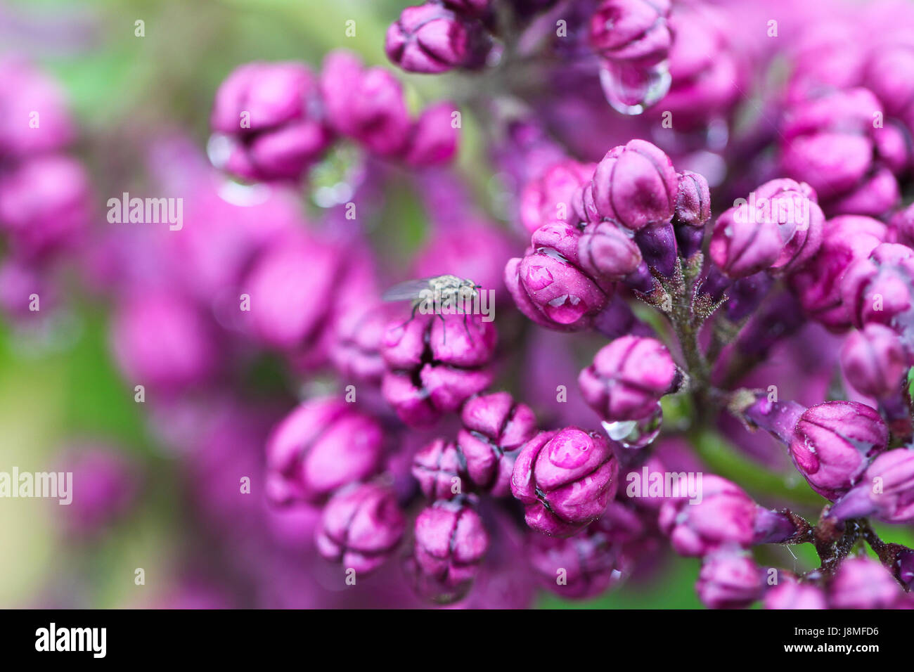 Syringa vulgaris, varietal. Warkworth Lilac Festival. Closeup of ...