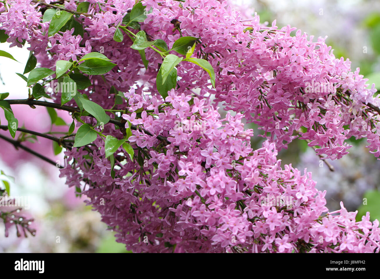 Syringa vulgaris, varietal. Lilac flowers. Lush flowering branches are ...