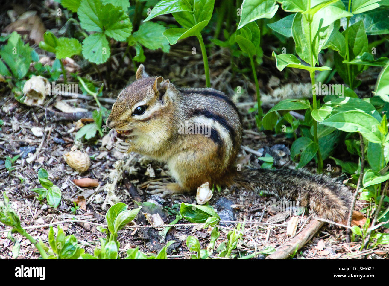 Tamias, or Eastern chipmunk, front and side view. Closeup of a bright ...