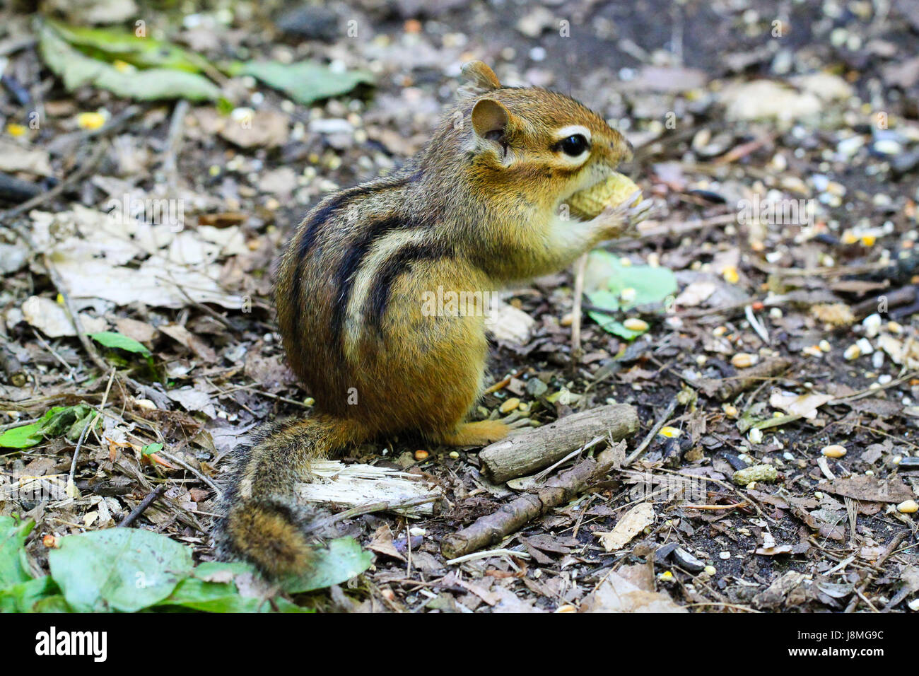 Chipmunk den hi-res stock photography and images - Alamy