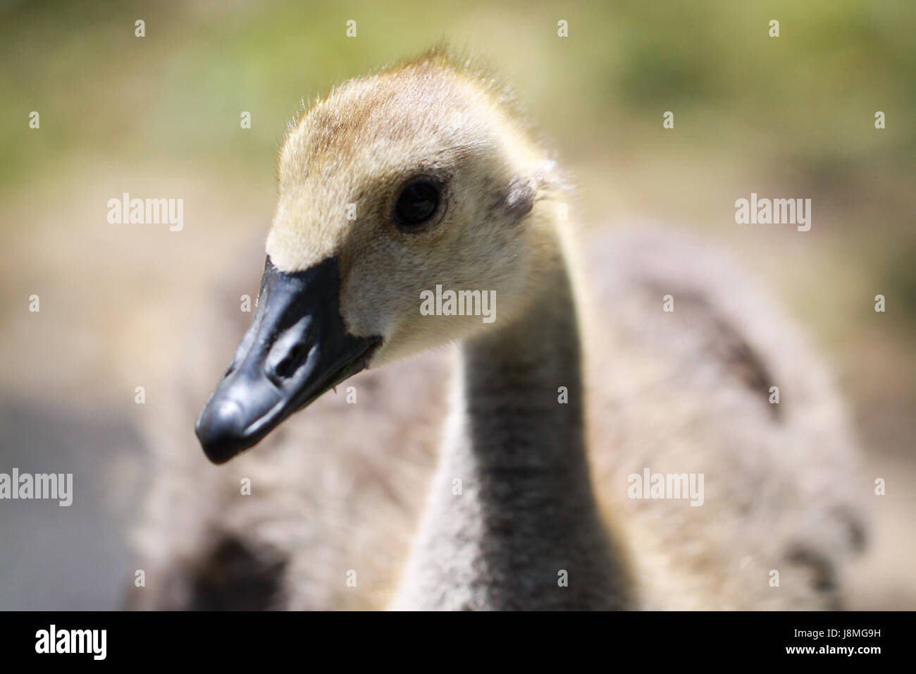 Canada goose adolescent hi-res stock photography and images - Alamy