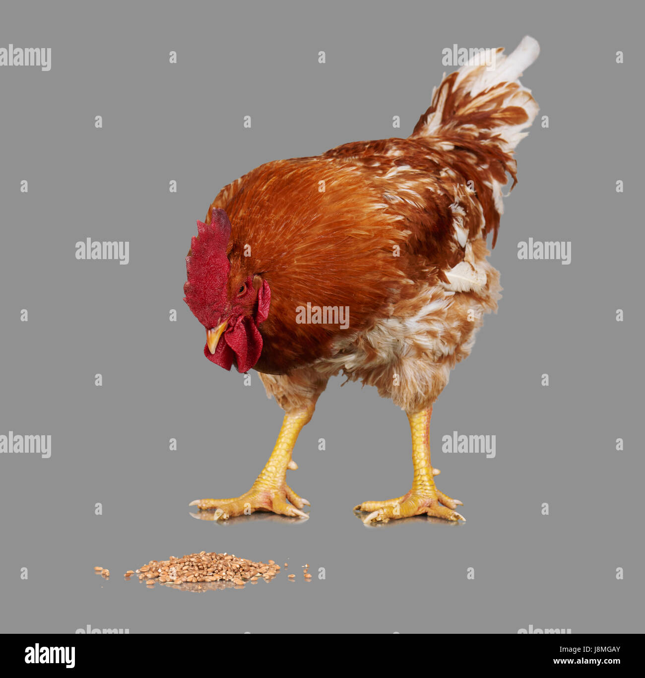 Brown rooster eat wheat seed, gray background, live chicken, one ...