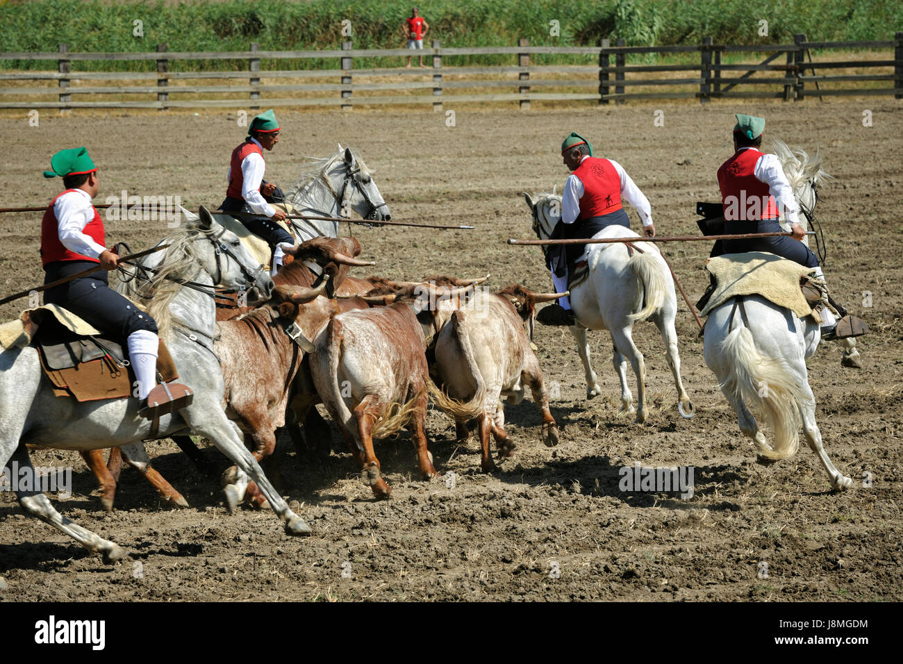 Traditional running of wild bulls by the "campinos". Samora Correia ...