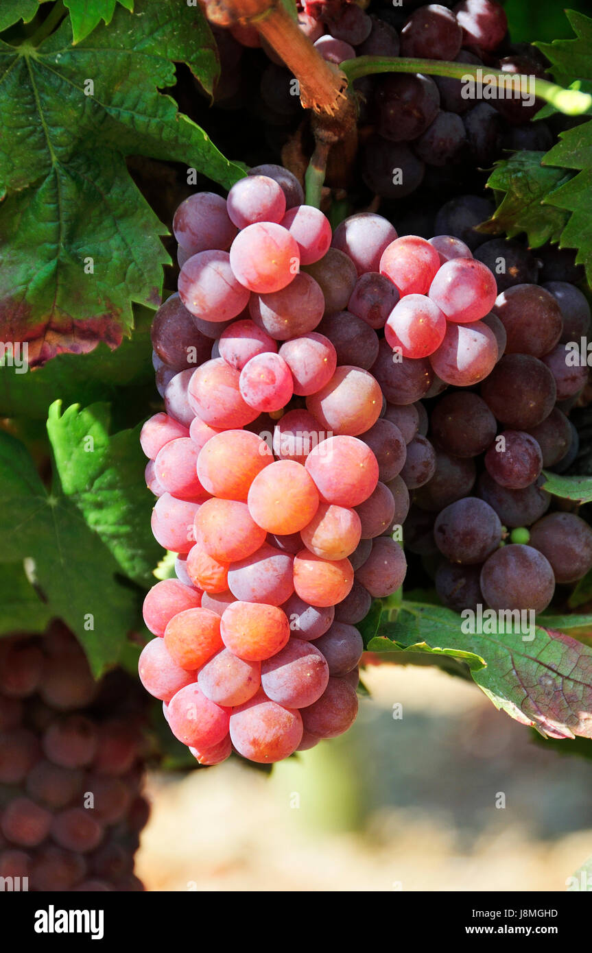 Moscatel Roxo (purple-pink muscat) grape variety. Vila Nogueira de ...