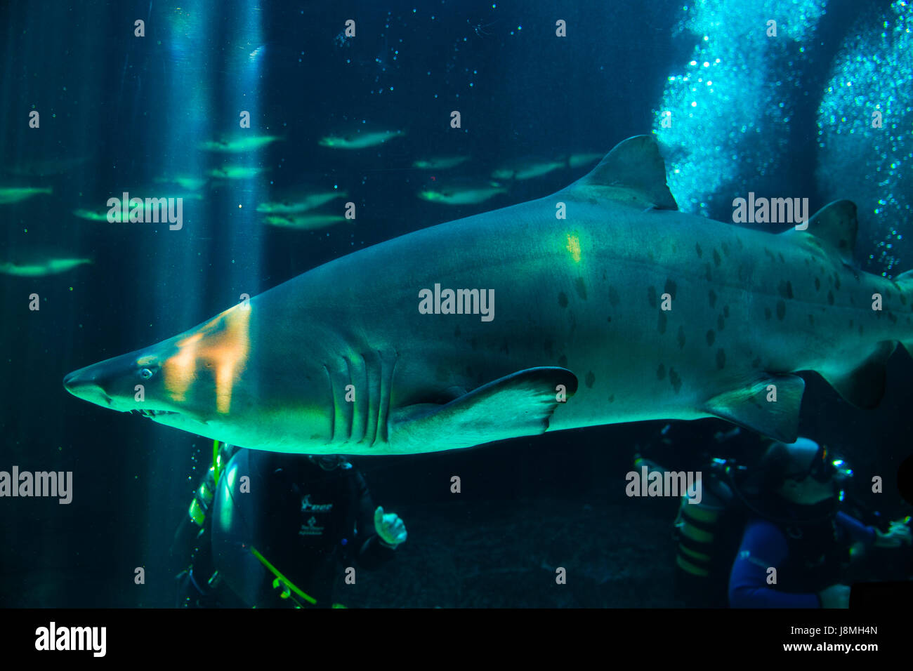 Galjoen fish hi-res stock photography and images - Alamy