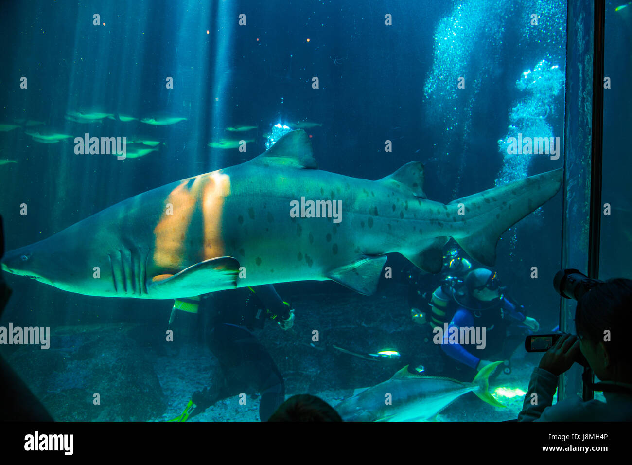 Galjoen fish hi-res stock photography and images - Alamy