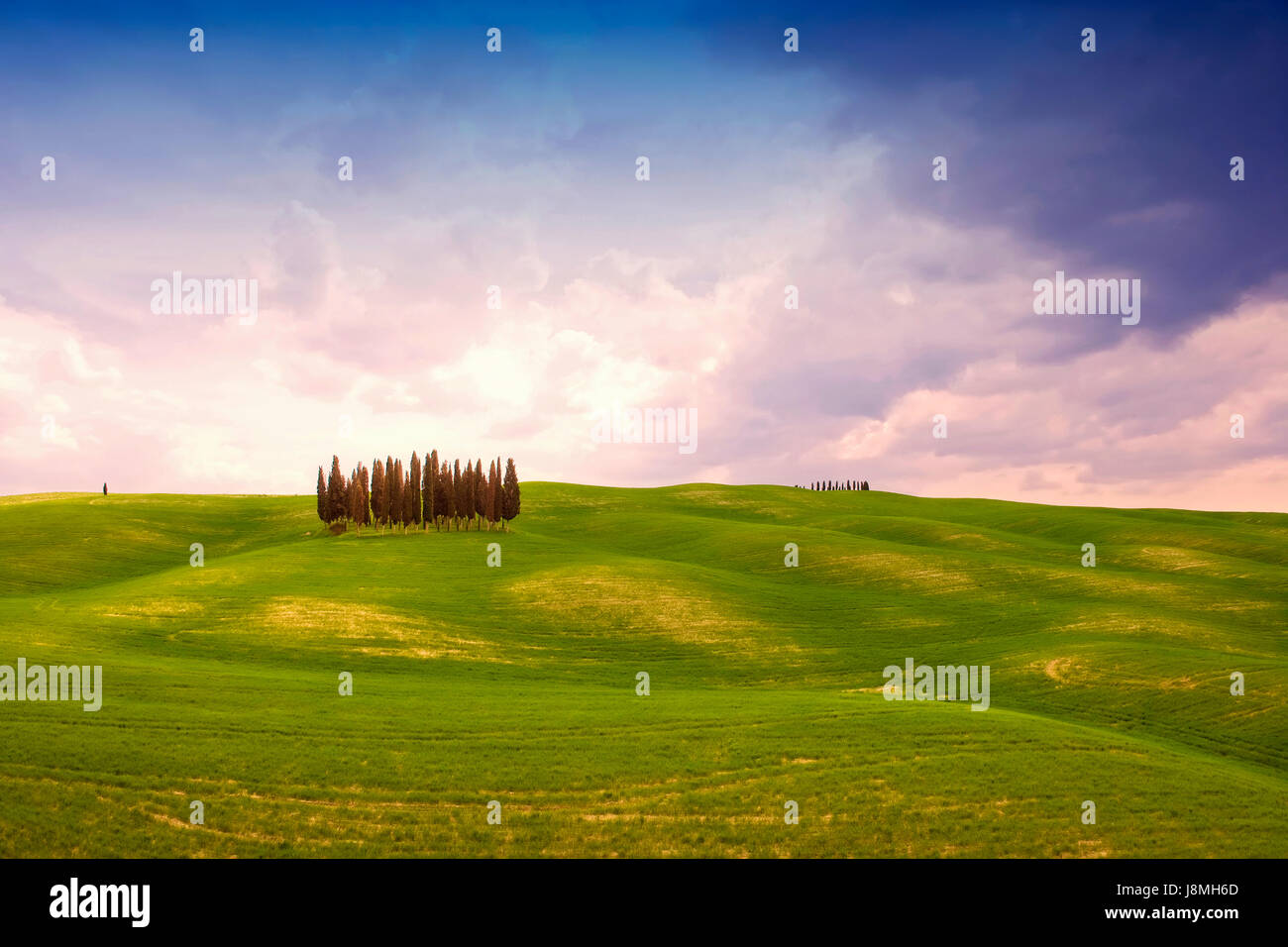 Tuscany pine forest hi-res stock photography and images - Alamy