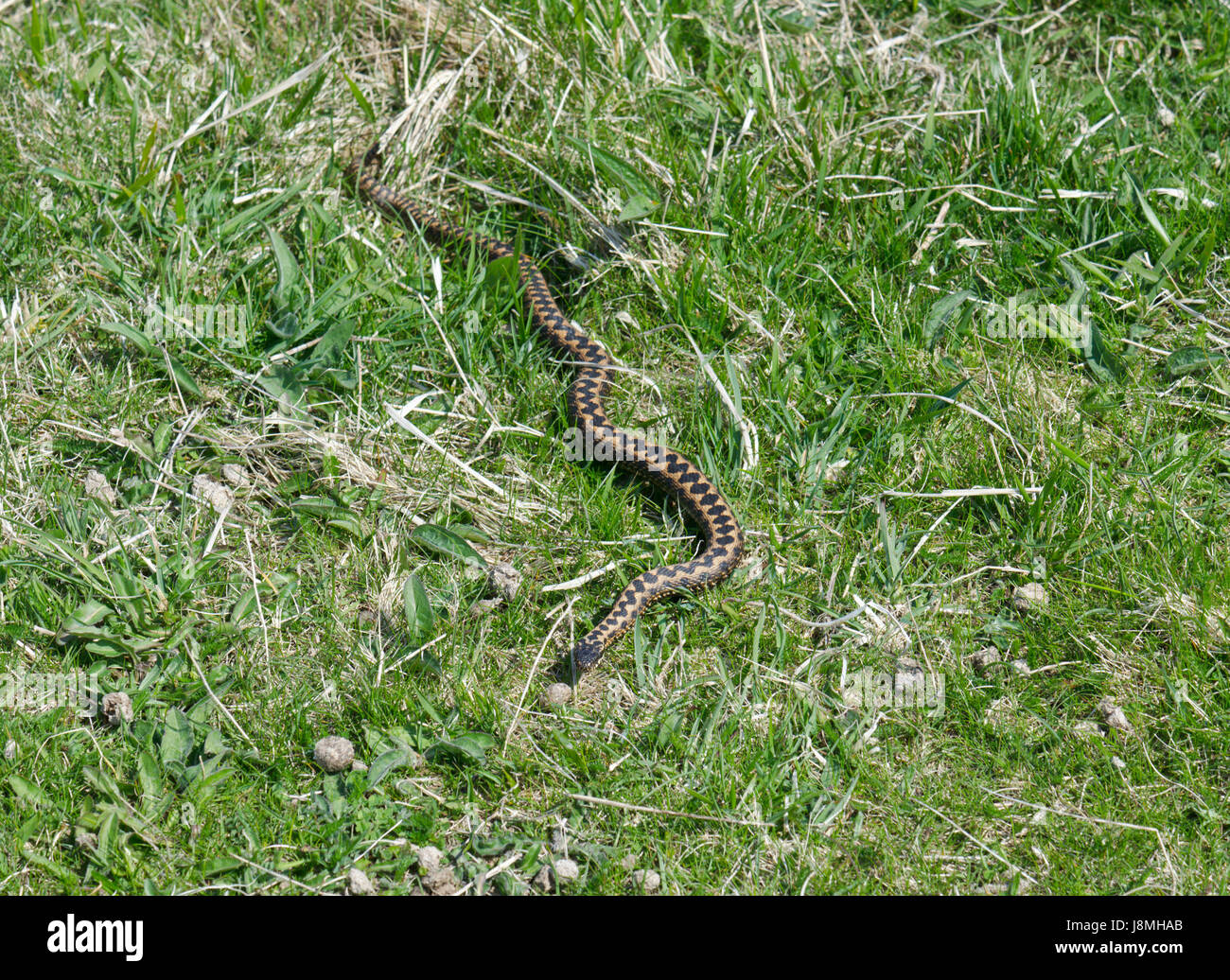 Northern adder hi-res stock photography and images - Alamy