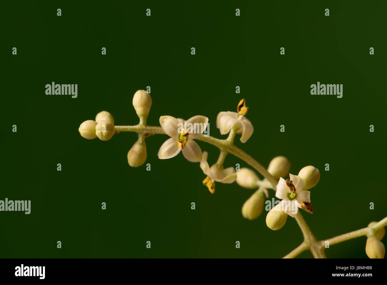 Olive tree buds and flowers, macro image Stock Photo - Alamy