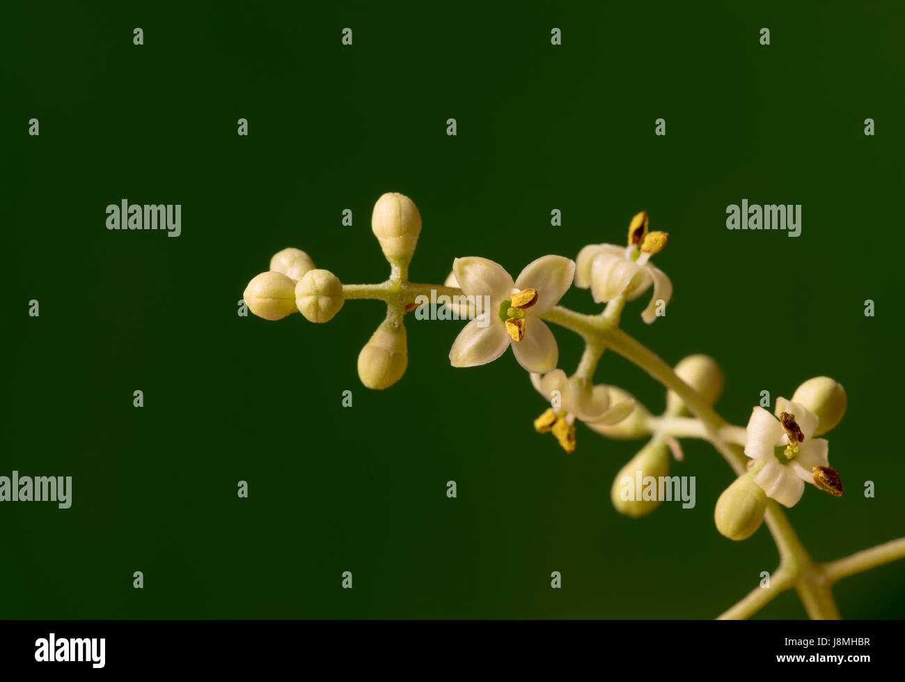 Olive tree buds and flowers, macro image Stock Photo - Alamy