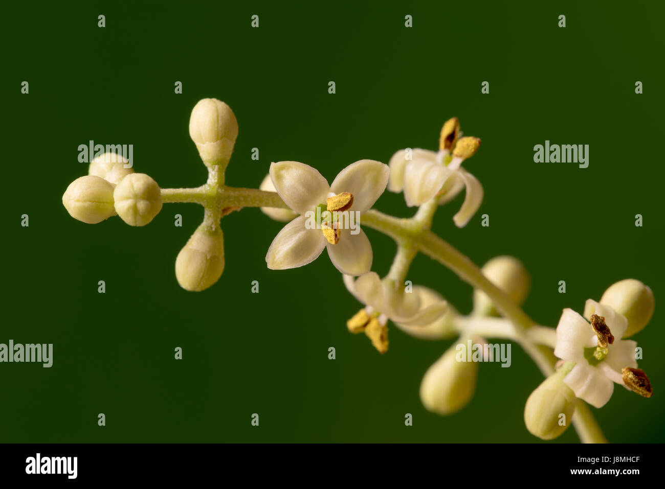 Olives bloom hi-res stock photography and images - Alamy