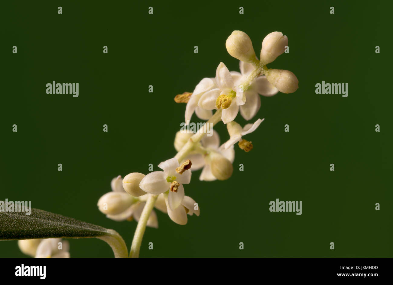 Olive tree buds and flowers, macro image Stock Photo - Alamy