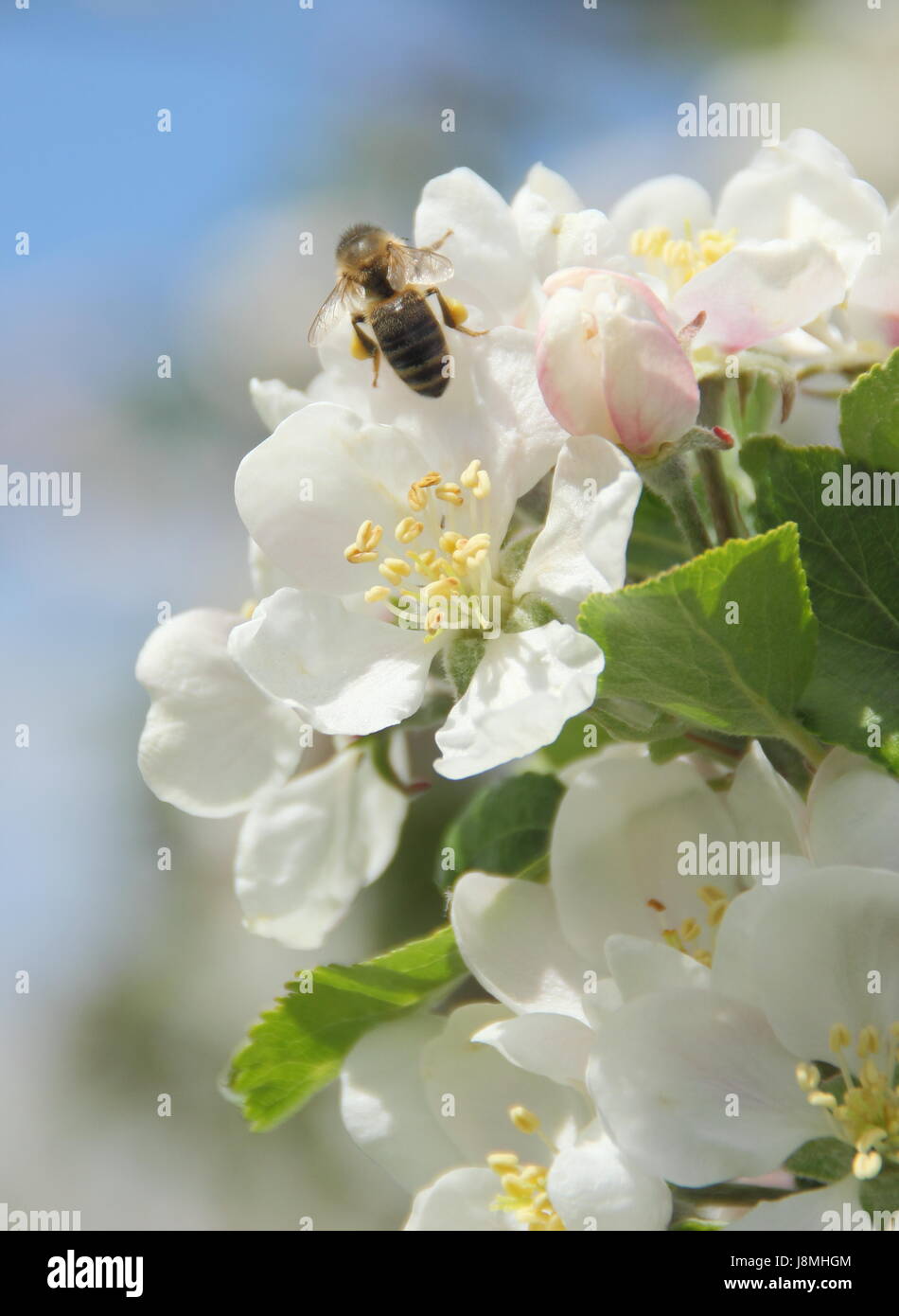 Discovery apple bee hi-res stock photography and images - Alamy