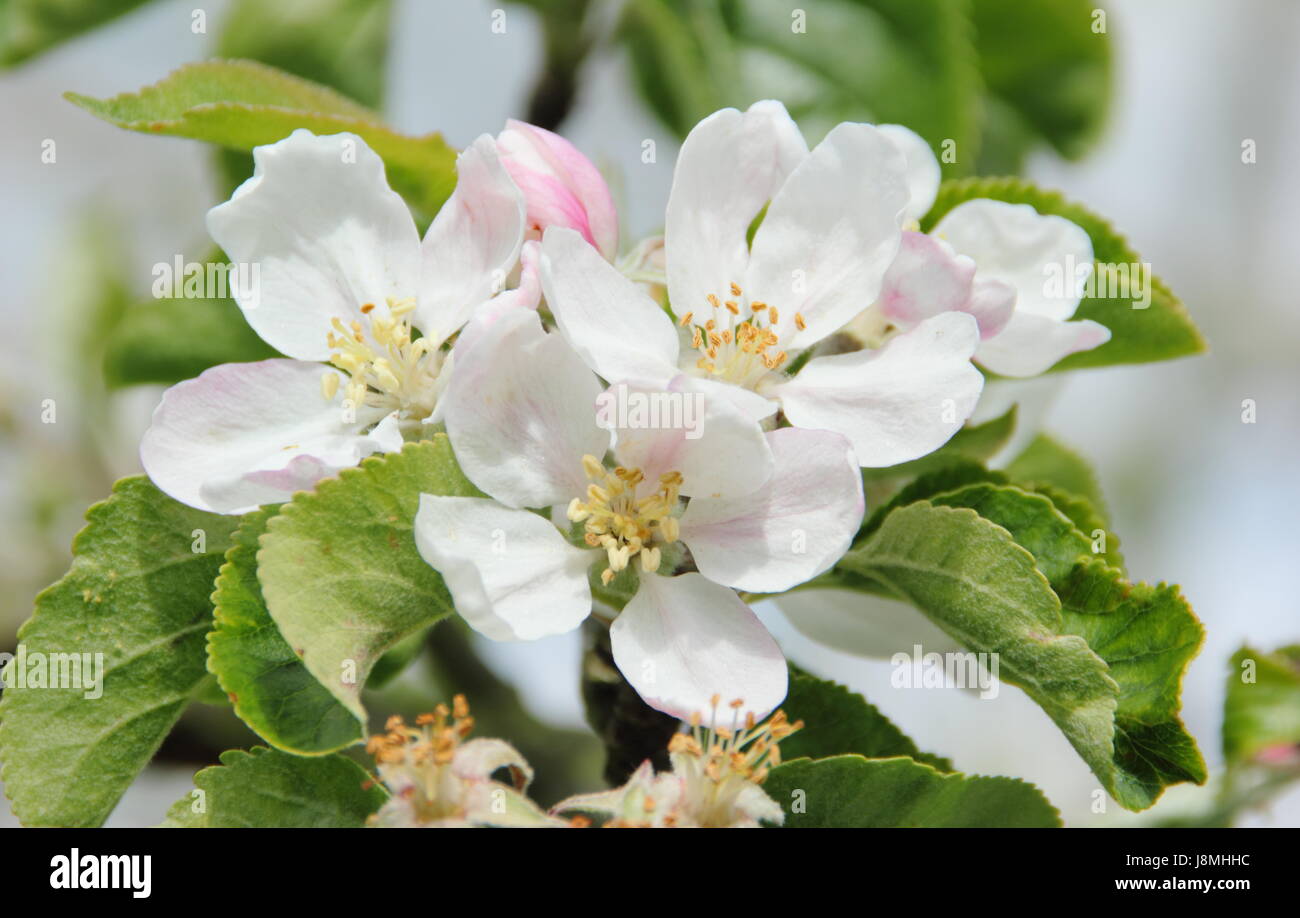 Apple George Cave High Resolution Stock Photography and Images - Alamy