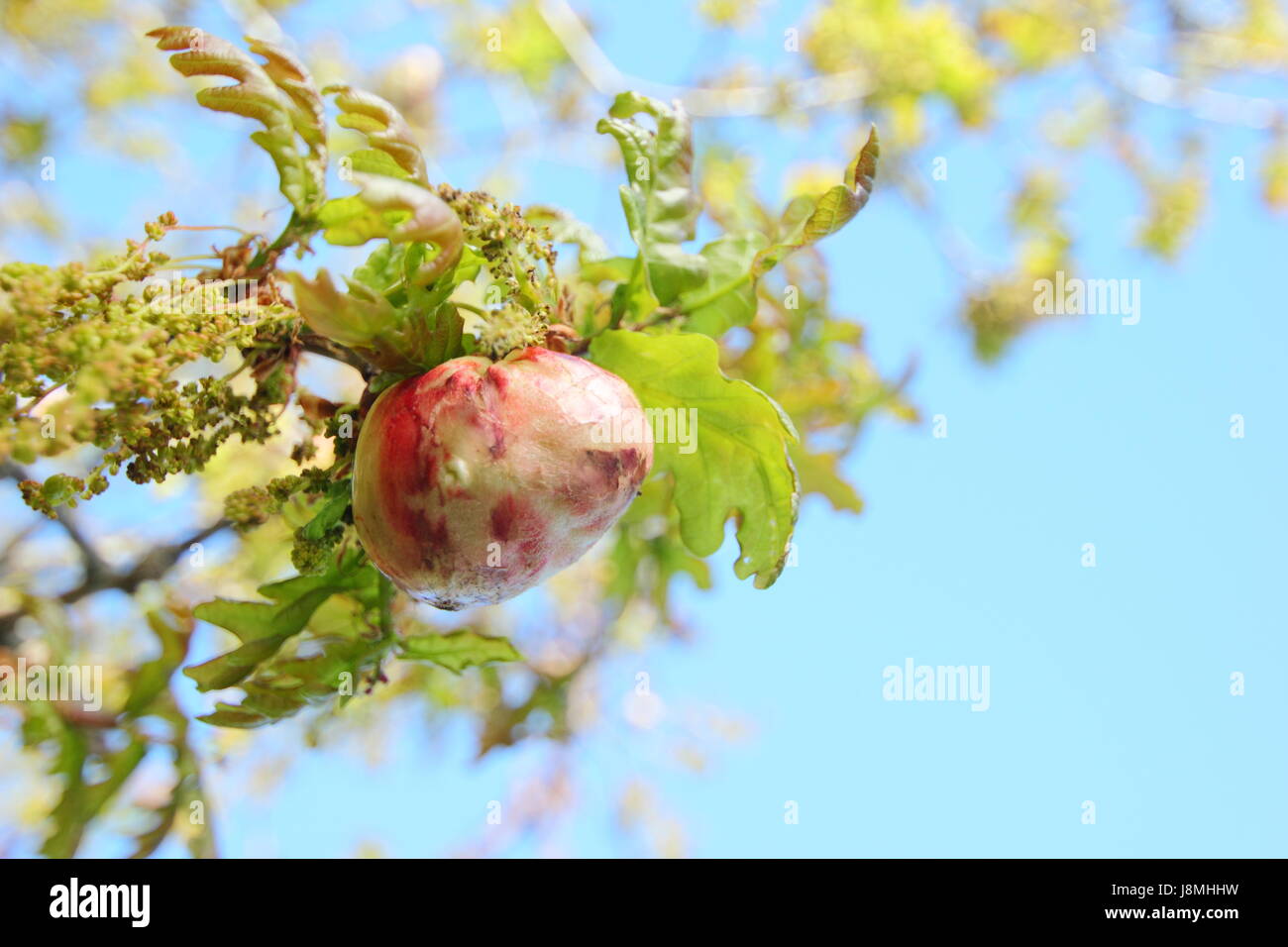 Galls uk oak gall uk hi-res stock photography and images - Alamy