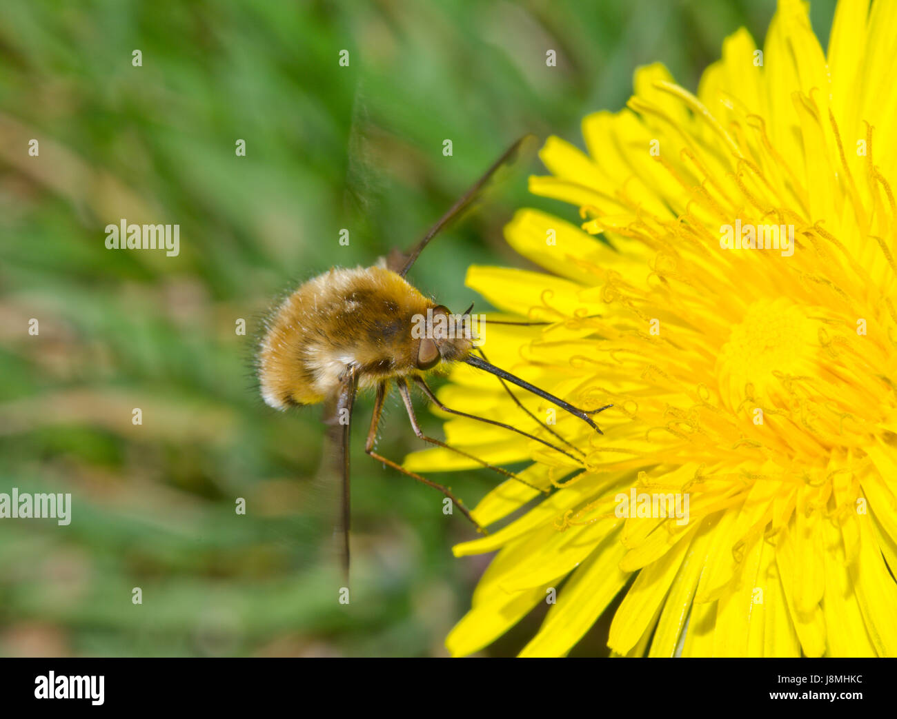 Dark-edged Bee-fly (Bombylius major) Feeding on Dandelion Flower Stock ...