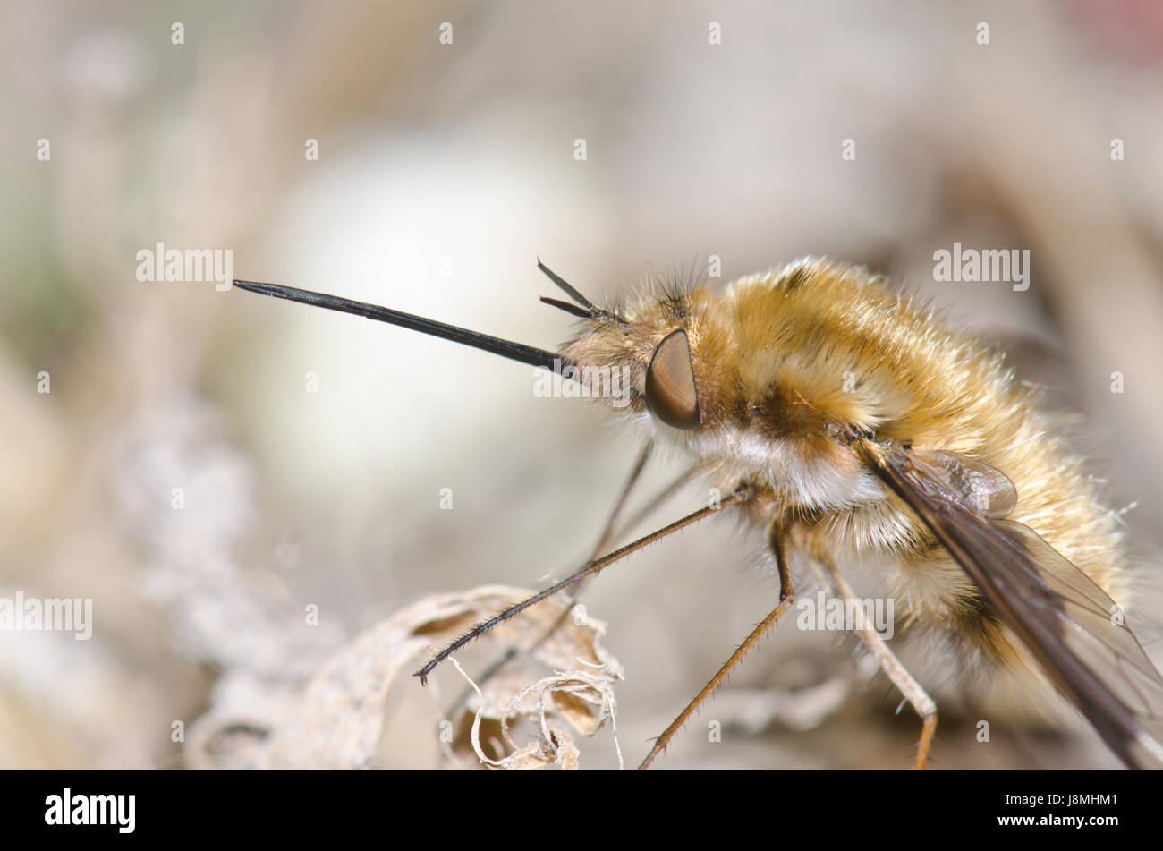 Head of Dark-edged Bee-fly (Bombylius major Stock Photo - Alamy