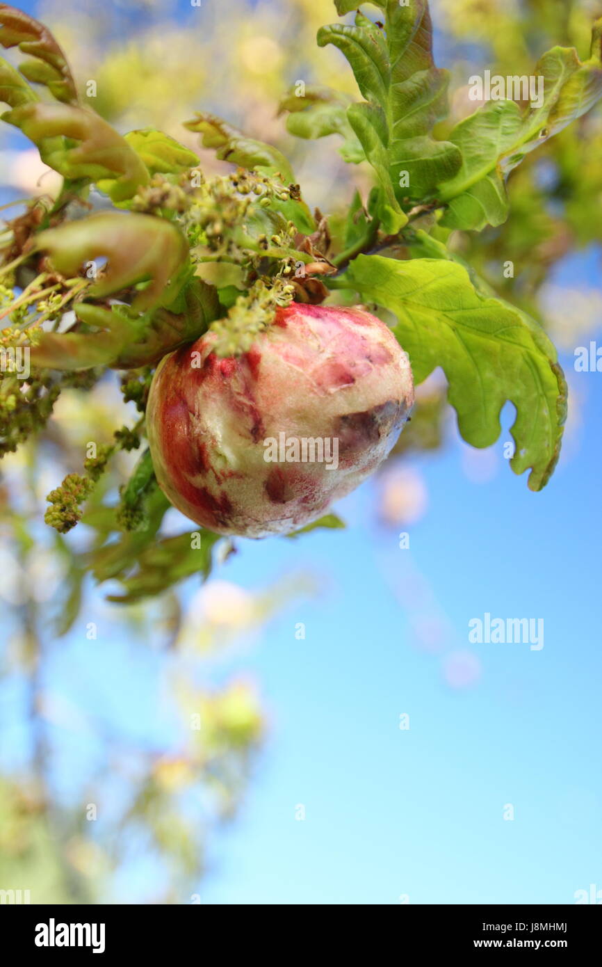 A swollen oak apple gall formed by a gall wasp (biorhiza pallida) on ...