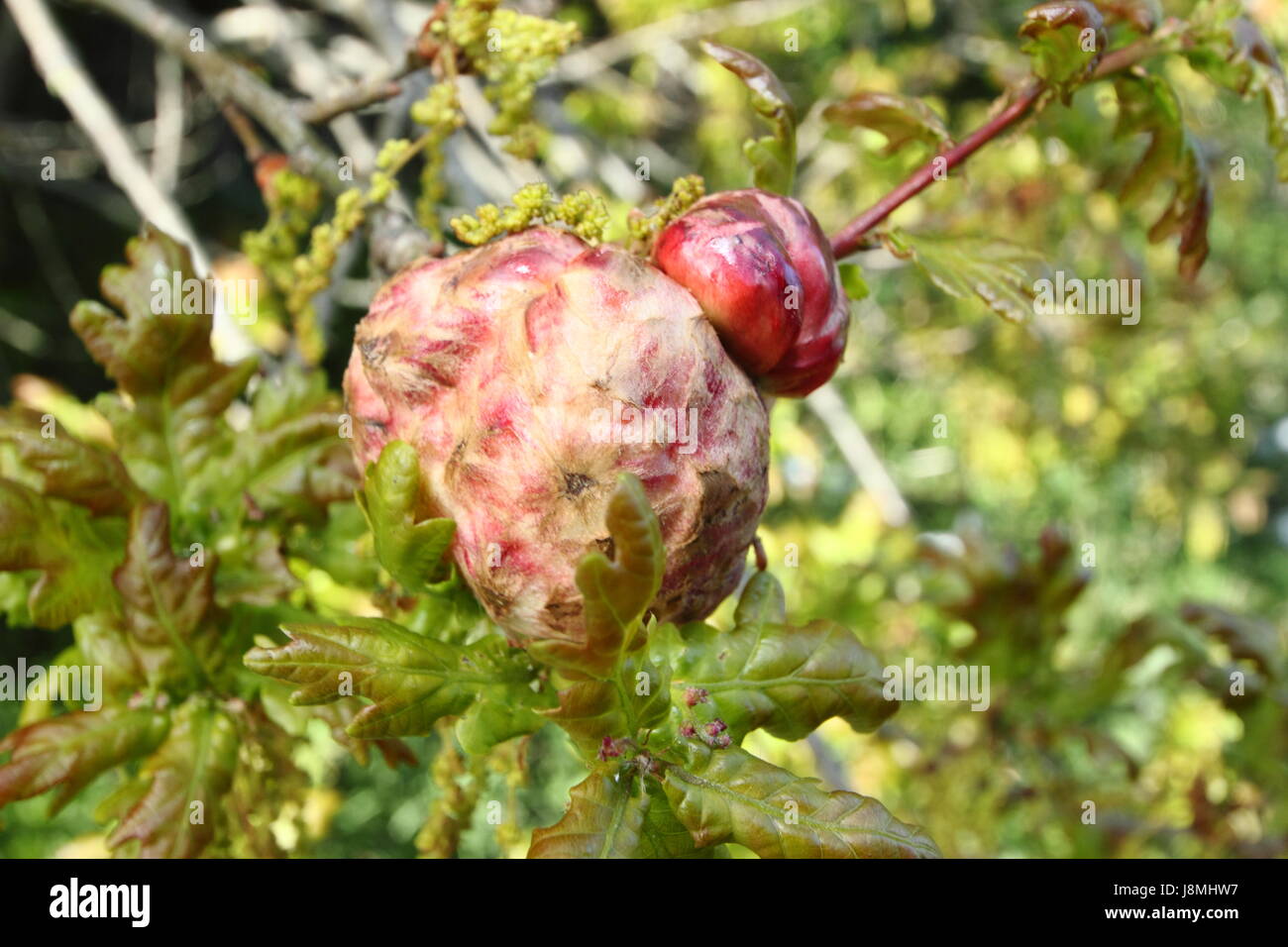A swollen oak apple gall formed by a gall wasp (biorhiza pallida) on ...
