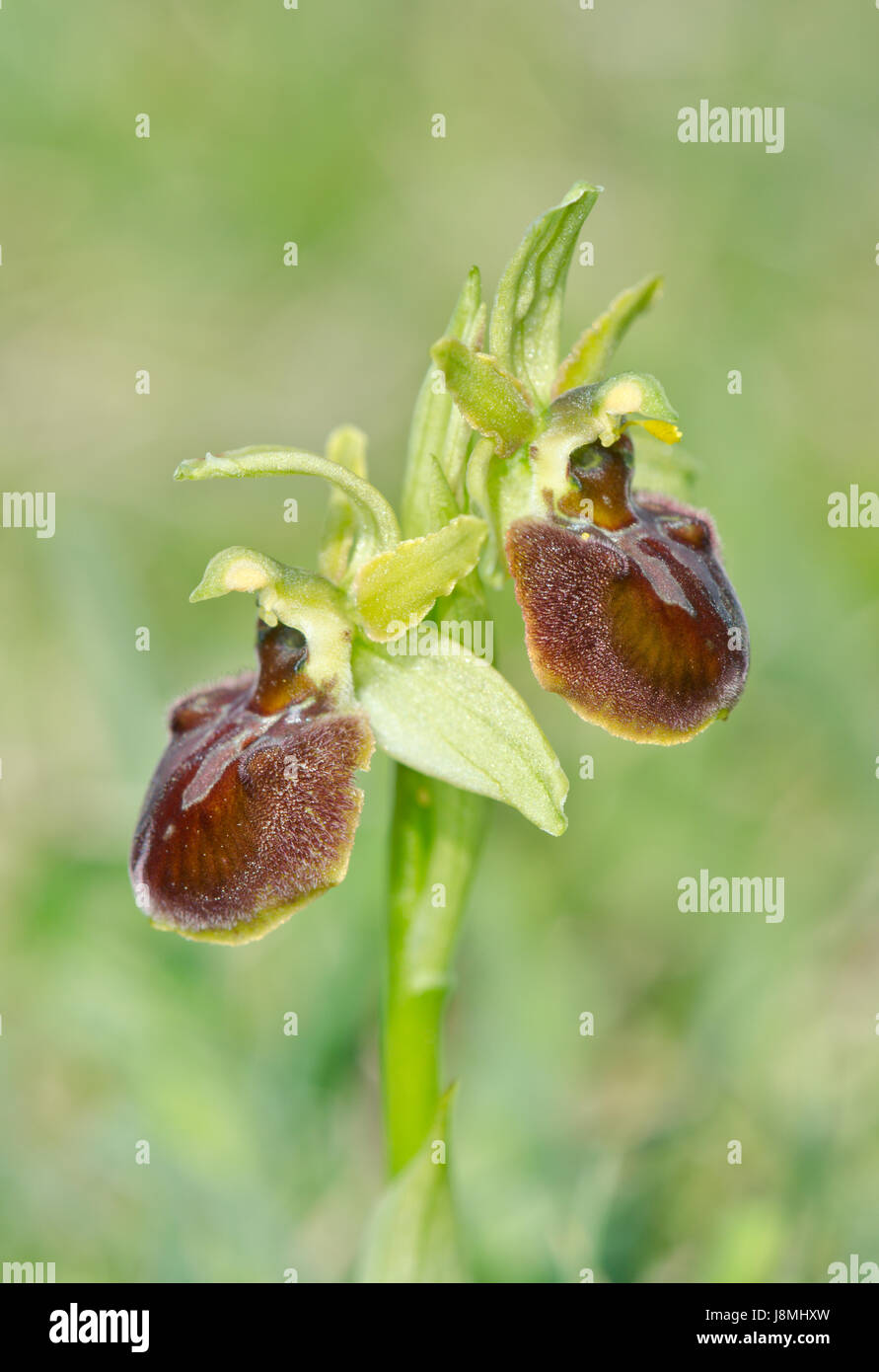 Early Spider Orchid (Ophrys sphegodes). Sussex Downland Stock Photo - Alamy