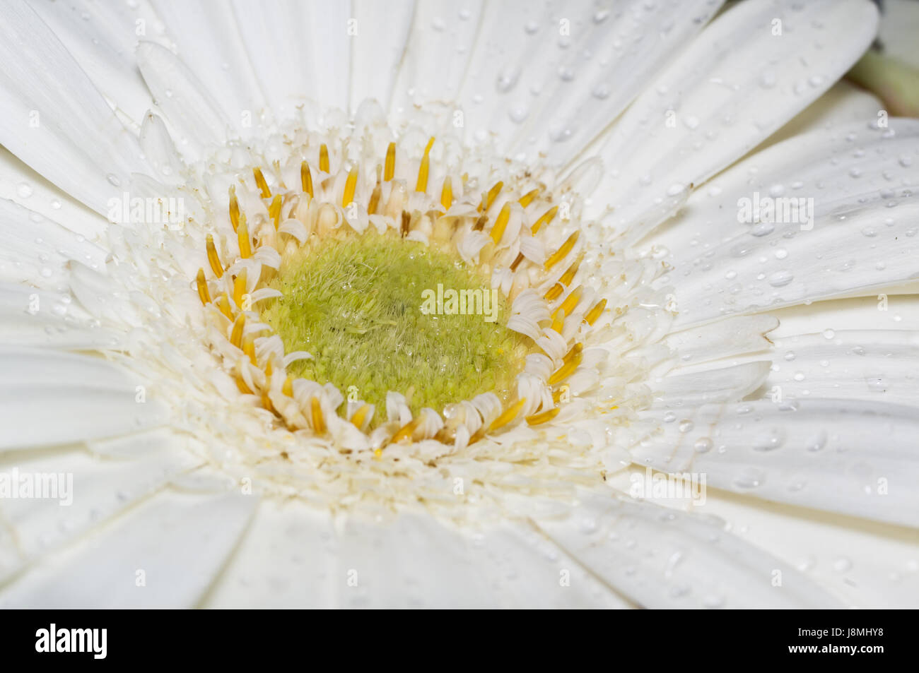 Flower core white gerbera.Macro Stock Photo - Alamy