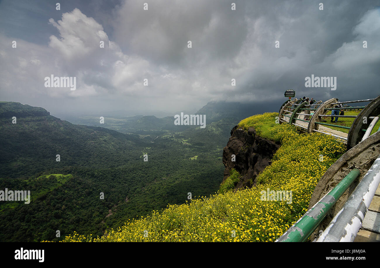 Wild Flowering at Malshej Ghat Stock Photo - Alamy