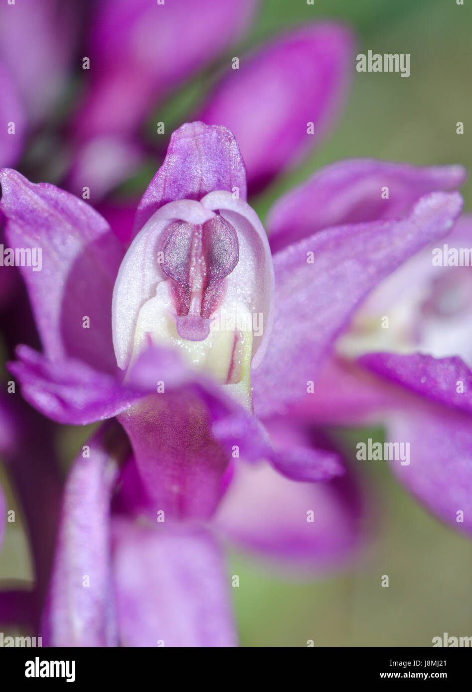 Pollinia Stock Photos & Pollinia Stock Images - Alamy