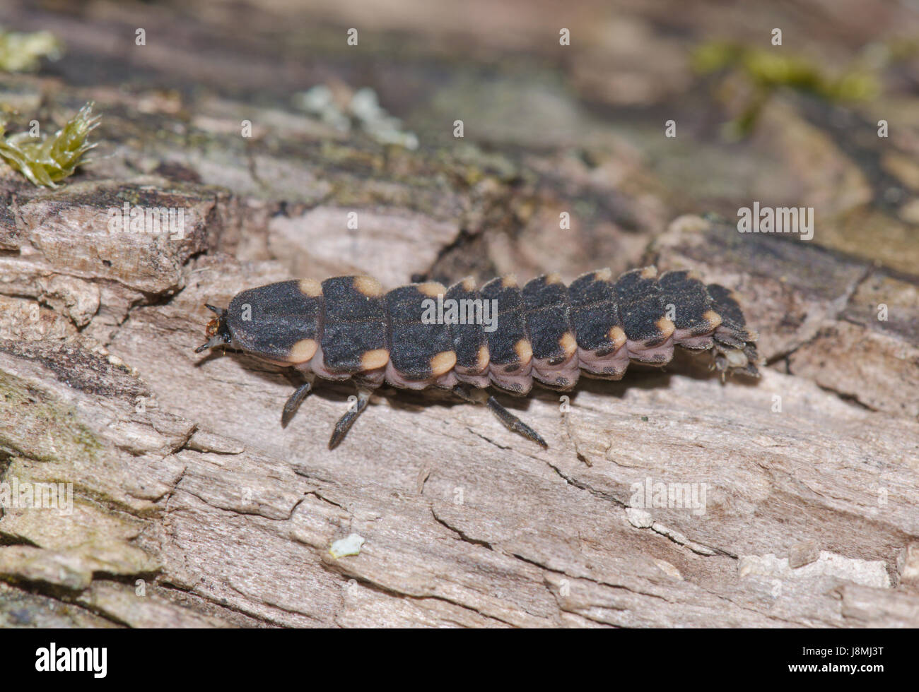 Glow-worm (Lampyris noctiluca) Larva Stock Photo - Alamy