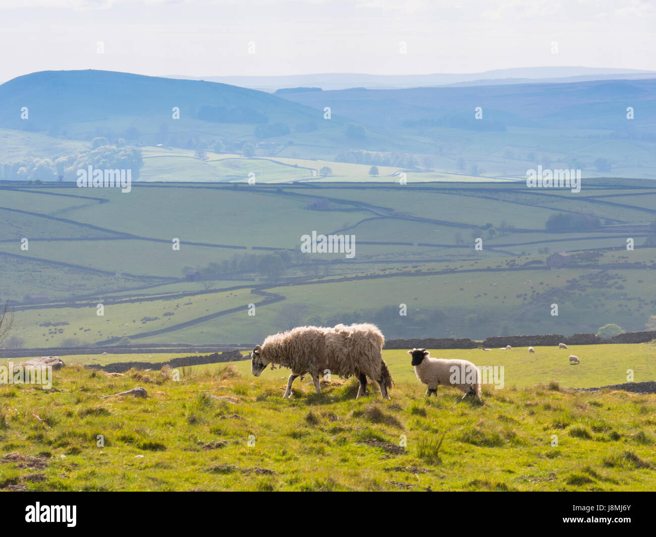 Cotswolds sheep hi-res stock photography and images - Alamy