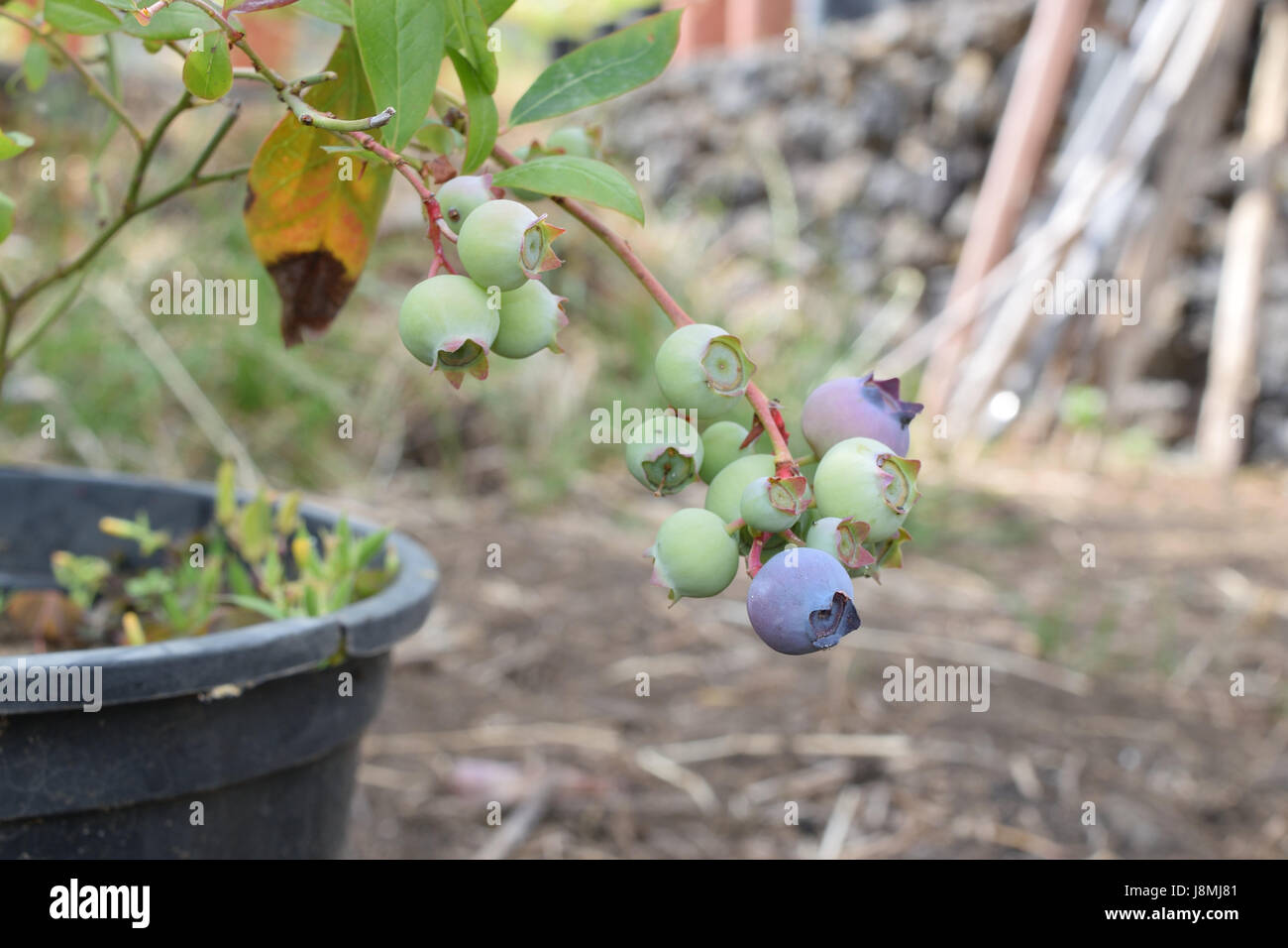 Blueberry bush unripe berries close hi-res stock photography and images ...