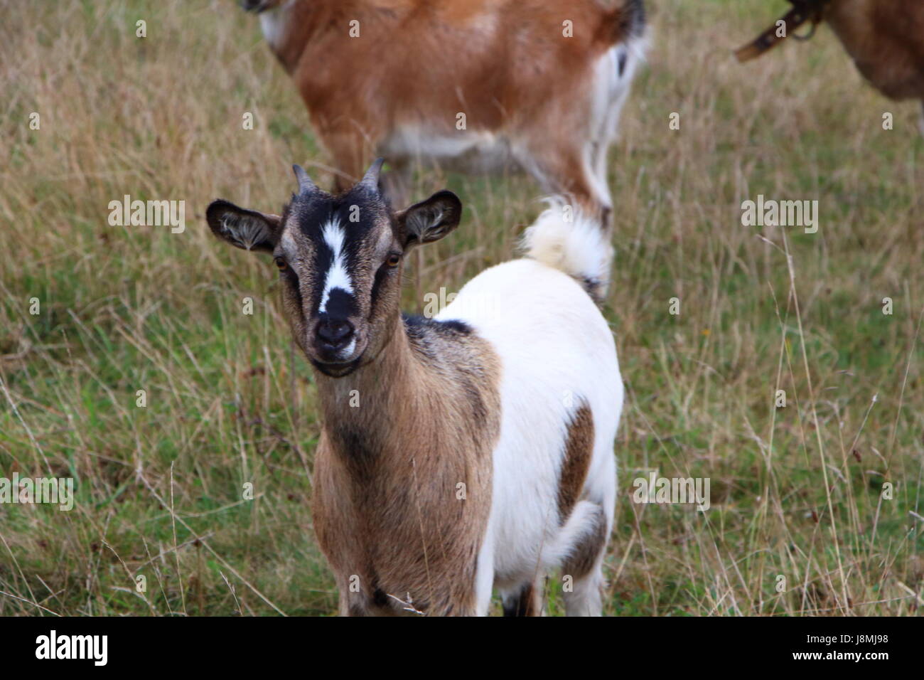 Goats in a field Stock Photo - Alamy