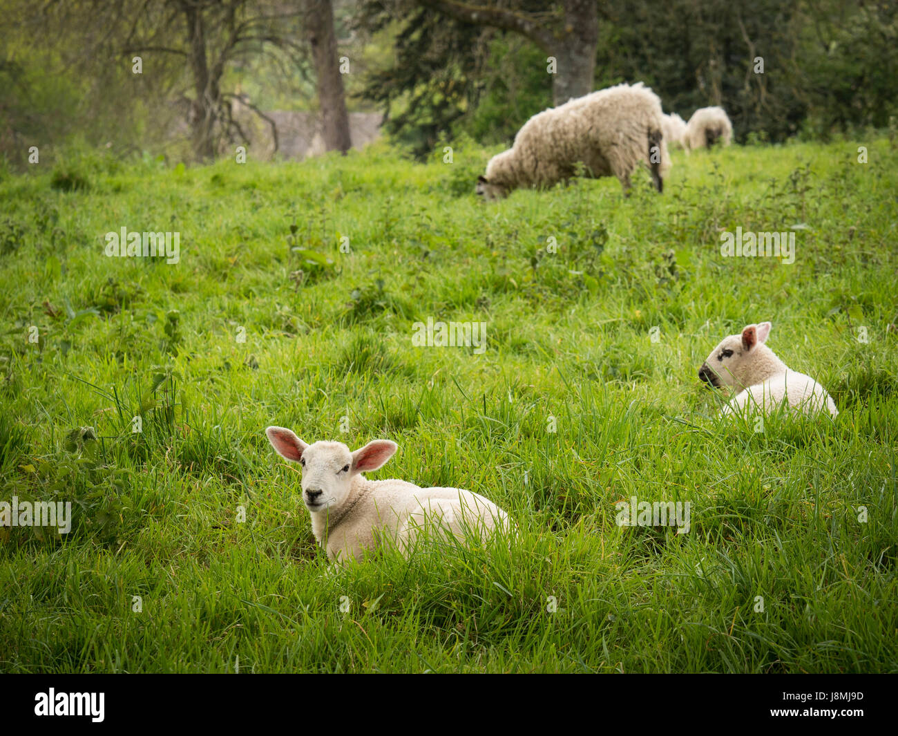 Lambs and sheep in The Cotswolds, Gloucestershire, England Stock Photo ...