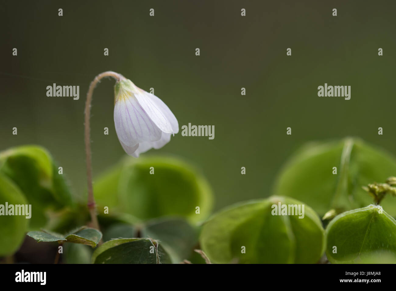 Wood-sorrel flower close up from low perspective Stock Photo - Alamy