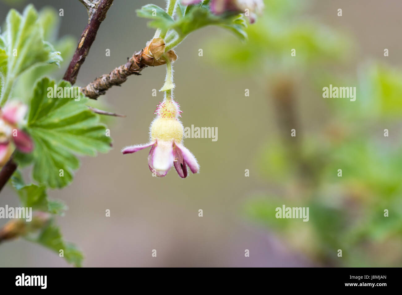 Gooseberry single flower on a twig closeup Stock Photo - Alamy