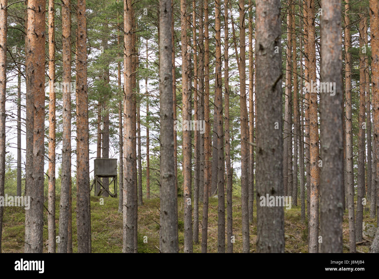 Hunting tower in a forest of pine trees Stock Photo - Alamy
