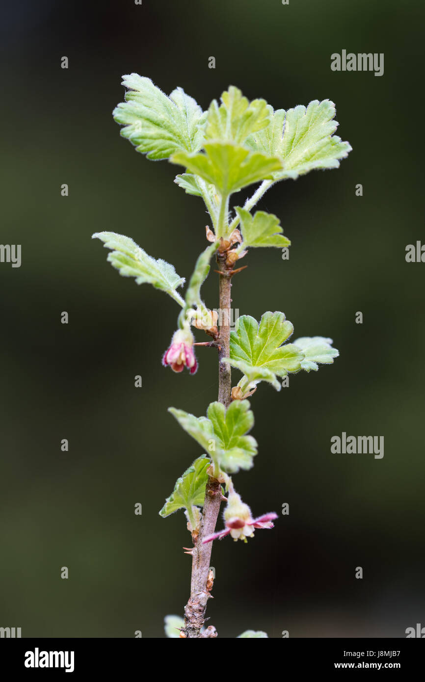 Closeup of a gooseberry bush twig with flowers Stock Photo - Alamy