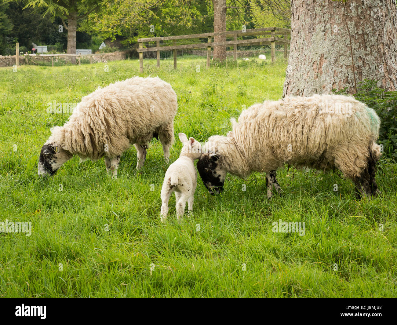 Lambs and sheep in The Cotswolds, Gloucestershire, England Stock Photo ...