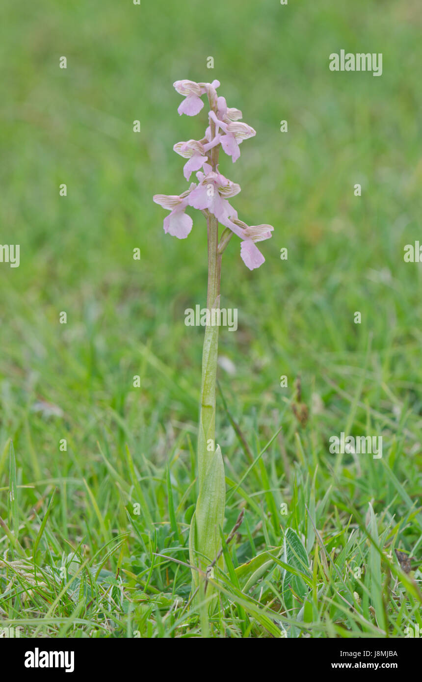Pale Plant Green-winged Orchid (Anacamptis morio). Sussex, UK Stock ...