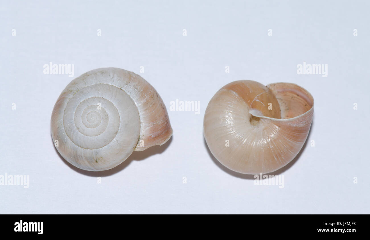 Kentish Snail Shells (Monacha cantiana Stock Photo - Alamy
