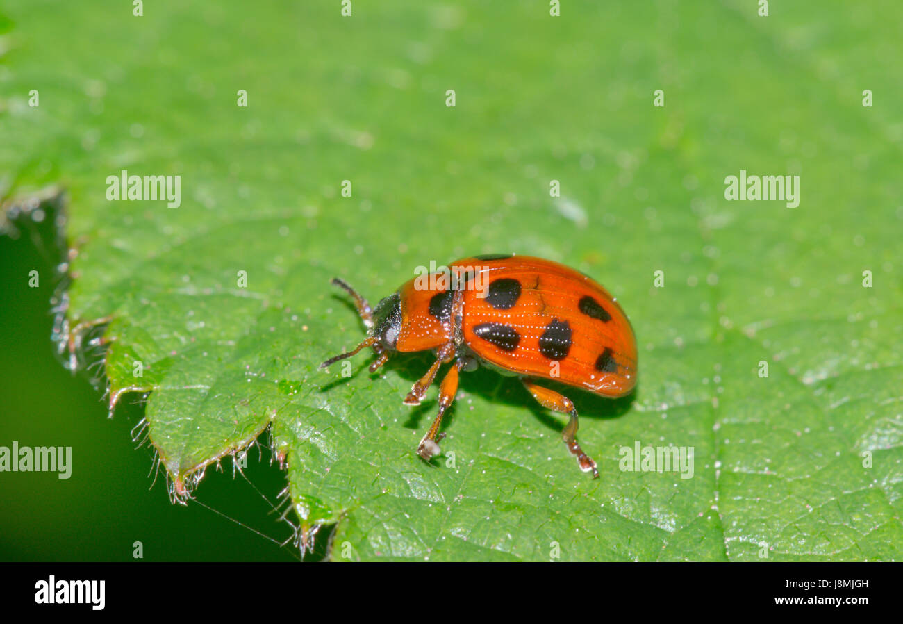 Chrysomelidae hi-res stock photography and images - Alamy