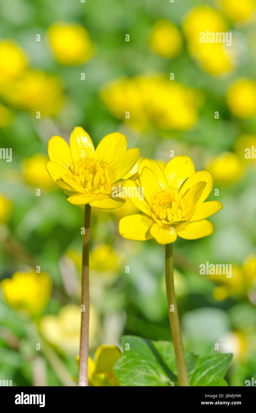 Lesser Celandine (Ranunculus ficaria) Close-up Stock Photo - Alamy