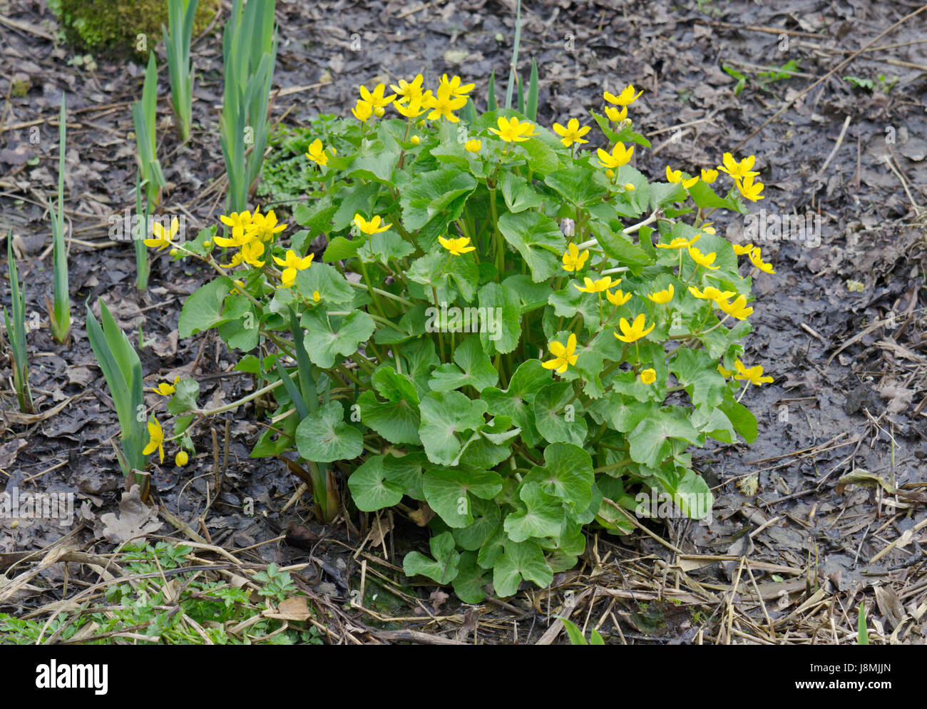 Marsh Marigold (Caltha palustris Stock Photo - Alamy