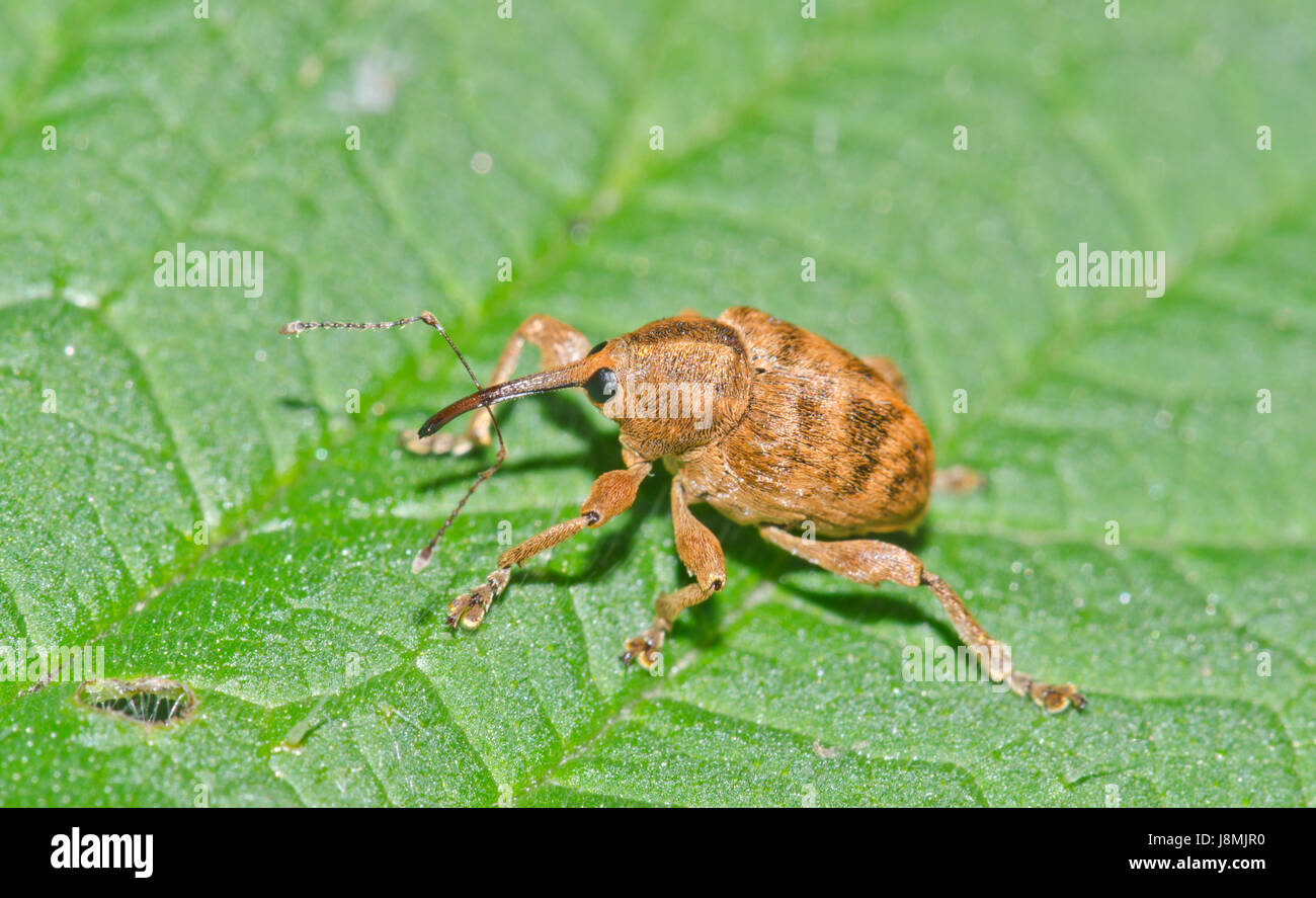 Curculio venosus hi-res stock photography and images - Alamy