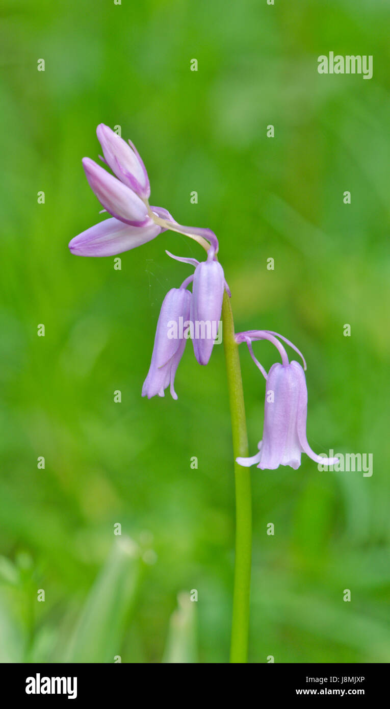 Rare pink hi-res stock photography and images - Alamy