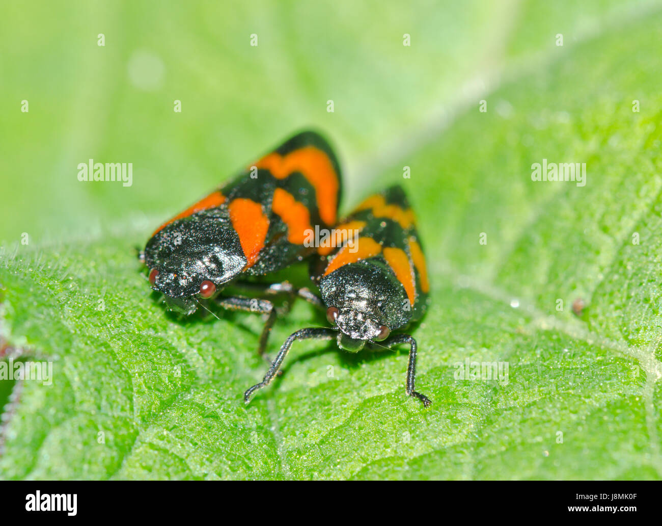 Black And Red Froghopper Stock Photos & Black And Red Froghopper Stock ...