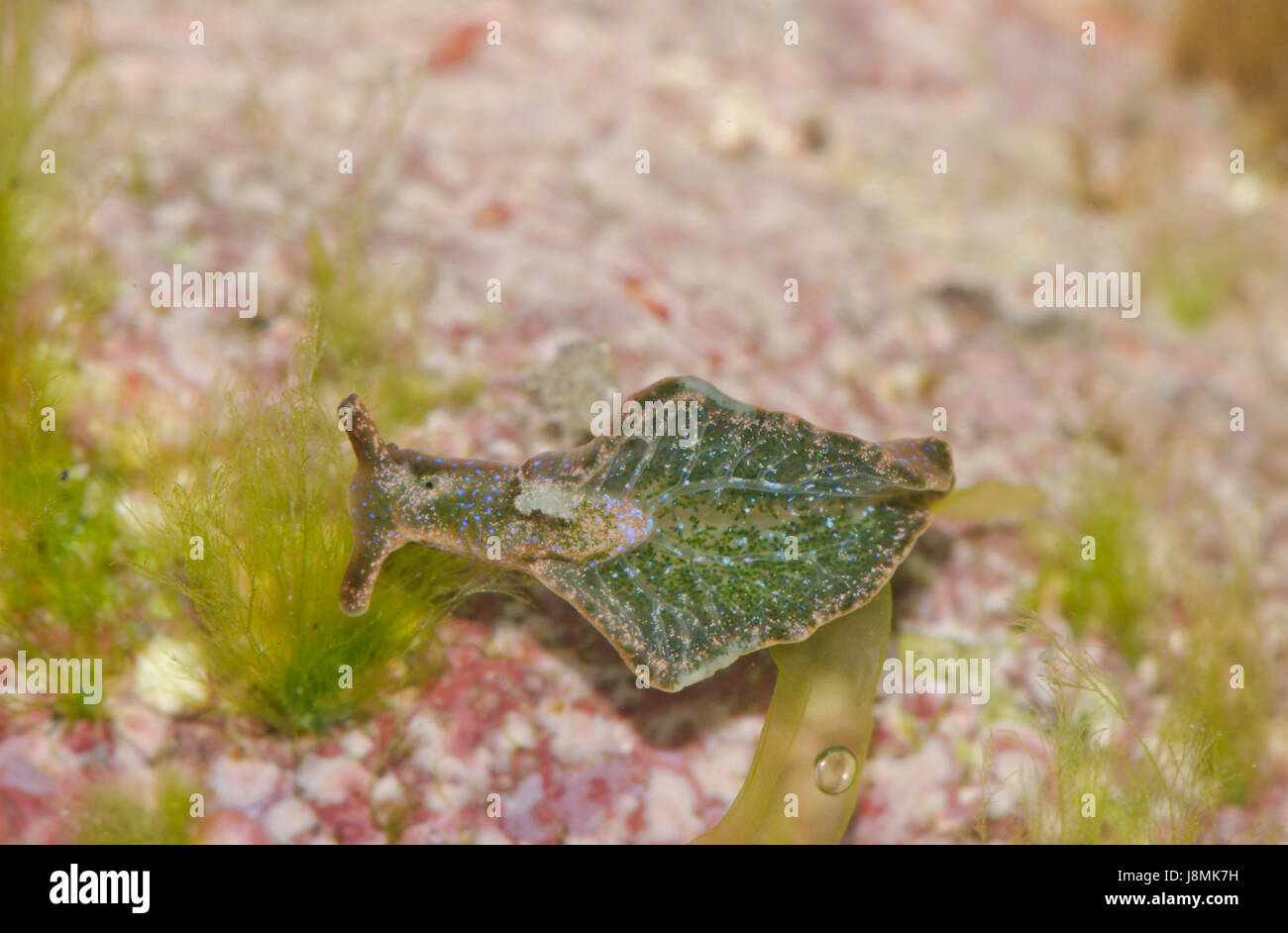 Solar-powered sea slug in rock pool (Elysia viridis). Sussex, UK Stock ...