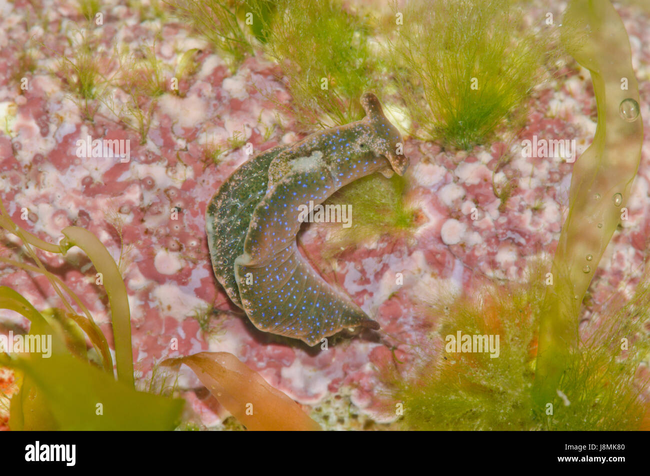 Solar-powered sea slug on rock (Elysia viridis Stock Photo - Alamy