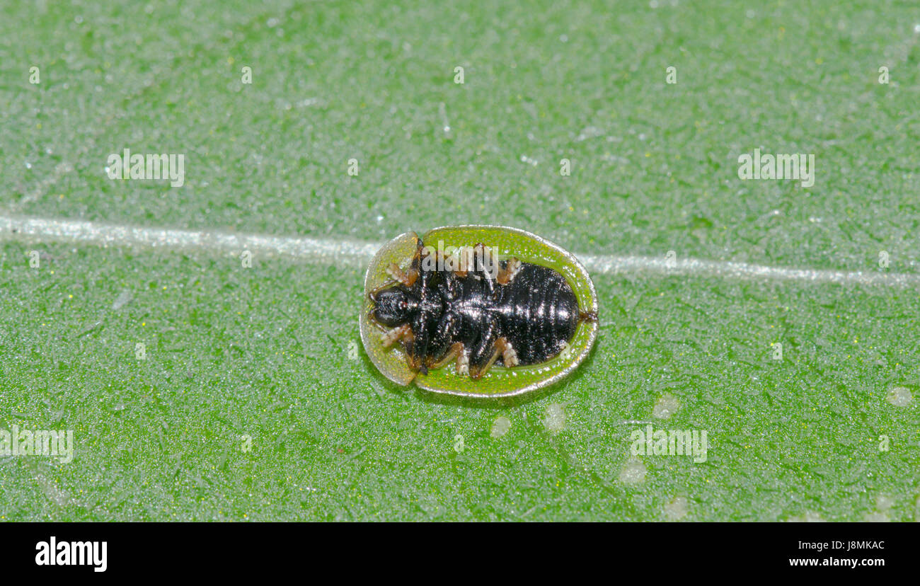 Underside of Green Tortoise Beetle (Cassida vibex Stock Photo - Alamy