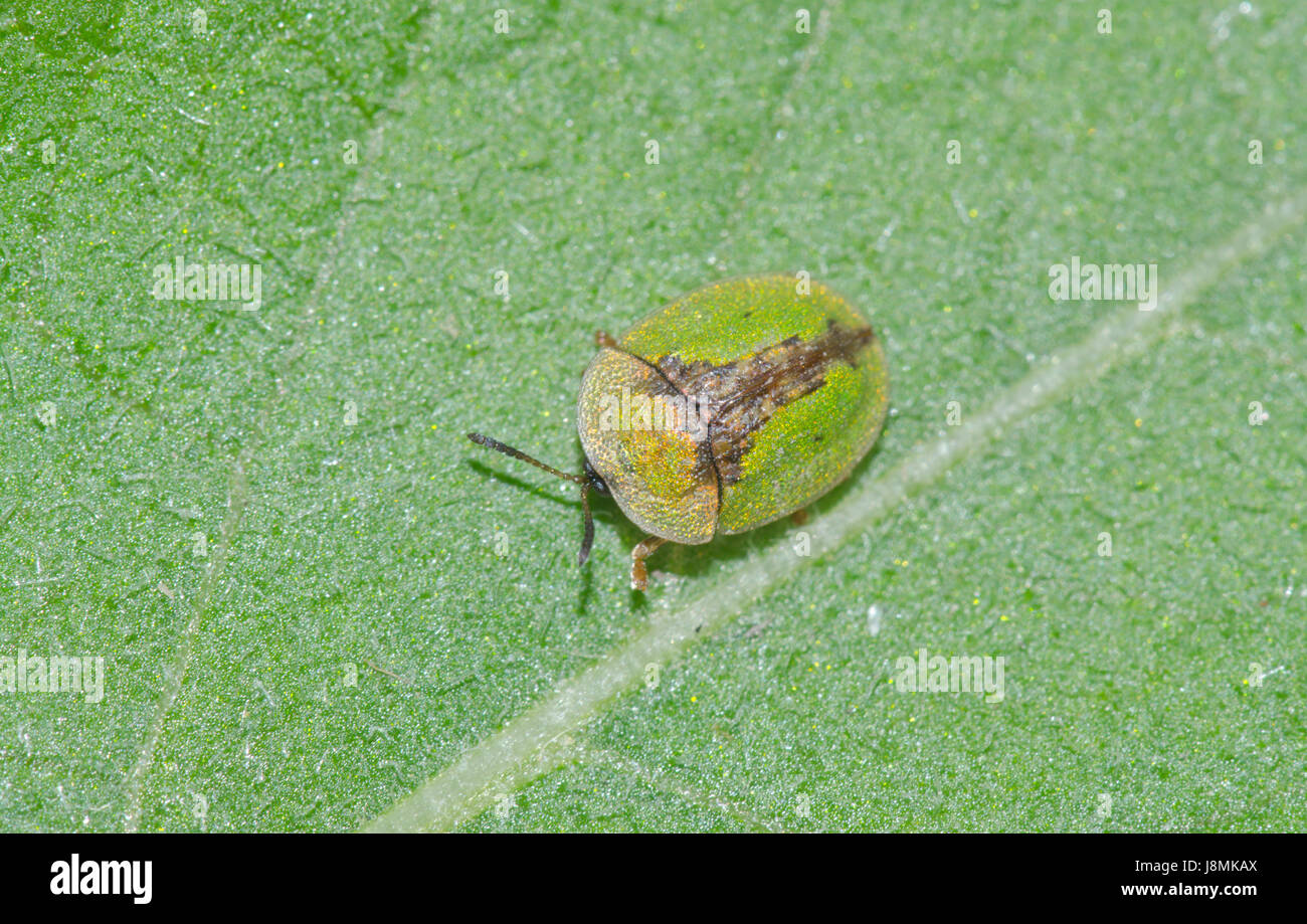 Green tortoise beetles hi-res stock photography and images - Alamy